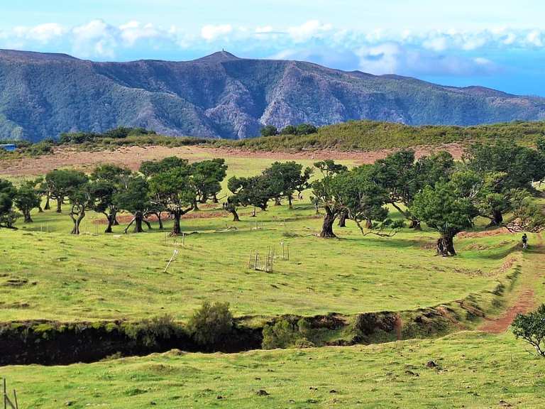 Levada dos Cedros e Fanal - trilha circular PR14 na Ilha da Madeira ...