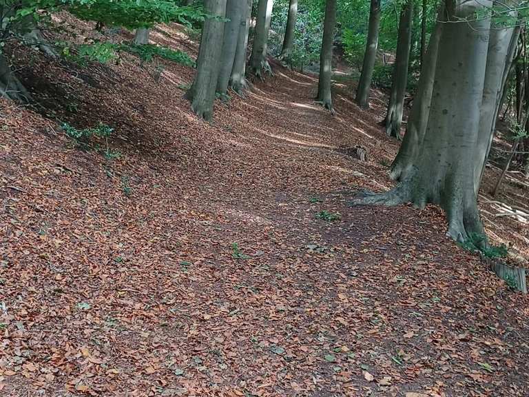 Forest Path Through Muziekbos – Cycling Routes & How to Get There | Komoot