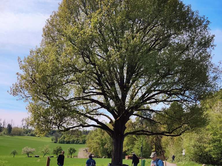 Schillereiche Rest Area – Hiking & Cycling Routes | Komoot