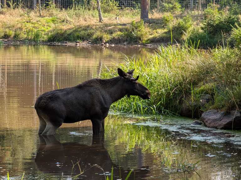 Småland Moose Safari - Cycle Routes and Map | Komoot