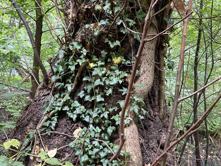 Ancient Trees with Thick Ivy Vines Routes for Walking and Hiking | Komoot