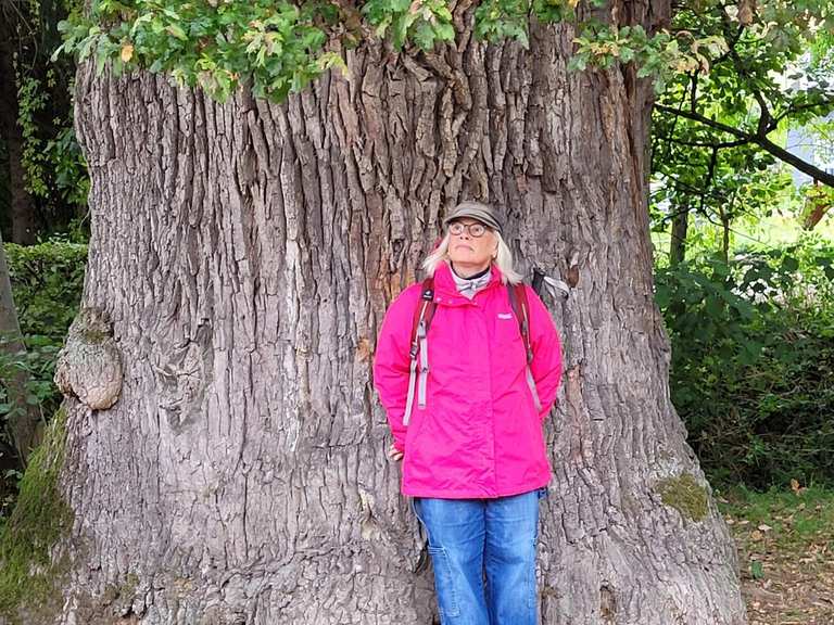 Very Massive Old Oak Routes for Walking and Hiking | Komoot