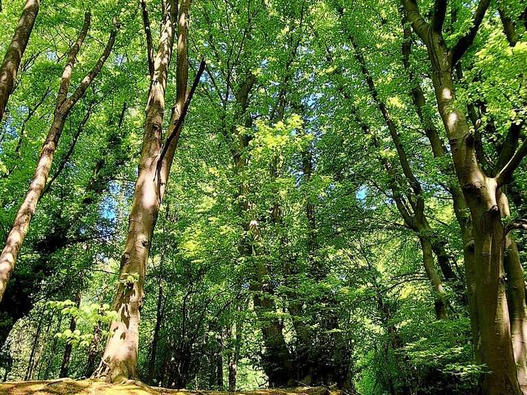 Aussichtspunkt Wilder Schmied – Krause Buche Runde von Dehme ...