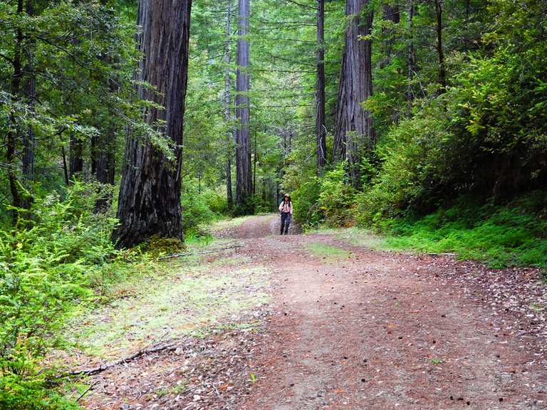 Homestead and Baxter Trail loop via Grasshopper Road — Humboldt ...