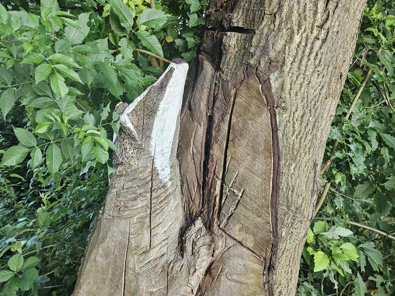 Badger chases raccoon - Chainsaw Carving - Cycle Routes and Map | Komoot