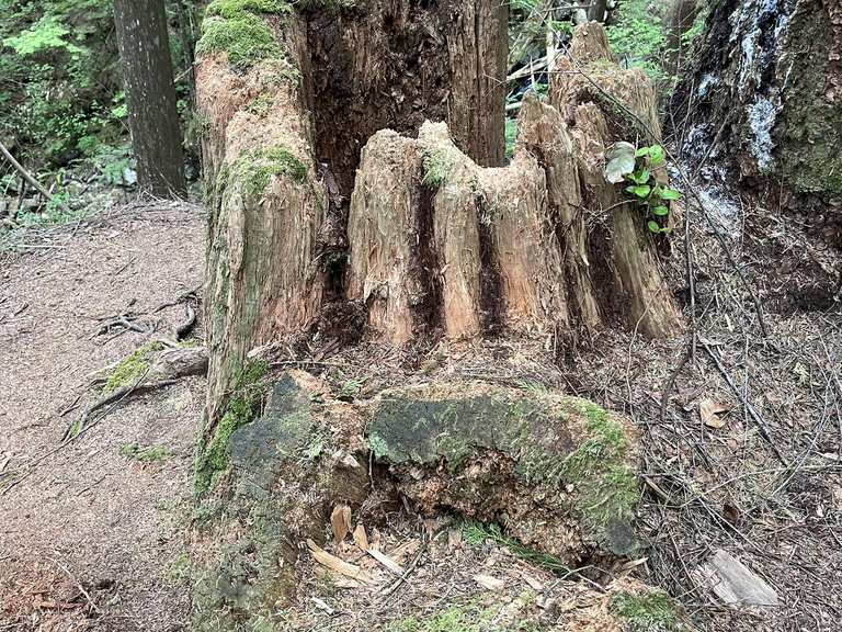 Startpunt van het Rolley Falls-pad wandelroutes en hikes | Komoot