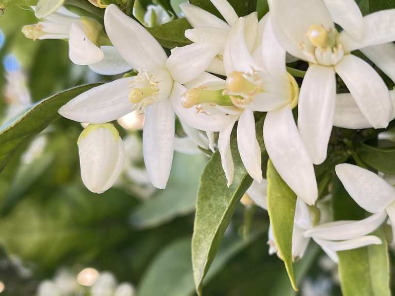 Frankfurt Castellar - Itinéraires de rando et marche | Komoot