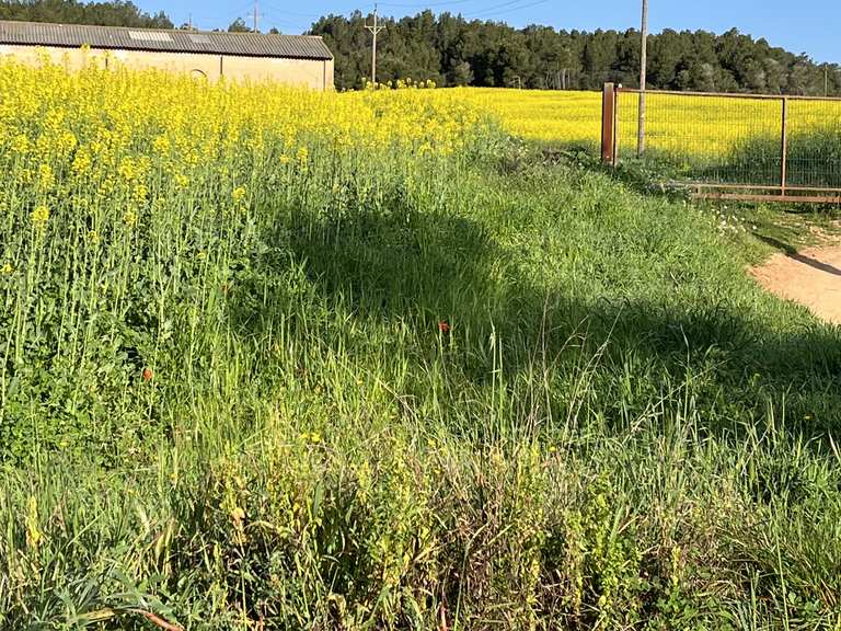 Frankfurt Castellar - Itinéraires de rando et marche | Komoot