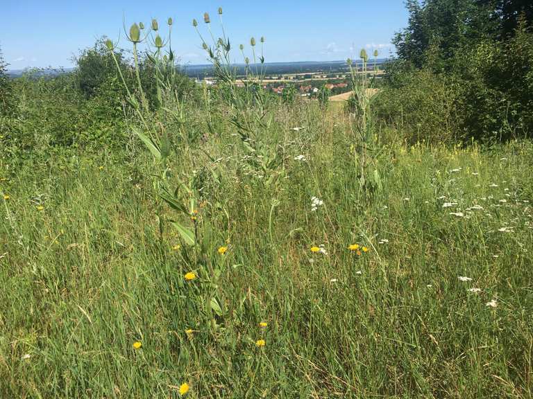 Stamp Station TraumRunde Abtswind - Mountain Bike Trails & Tracks | Komoot