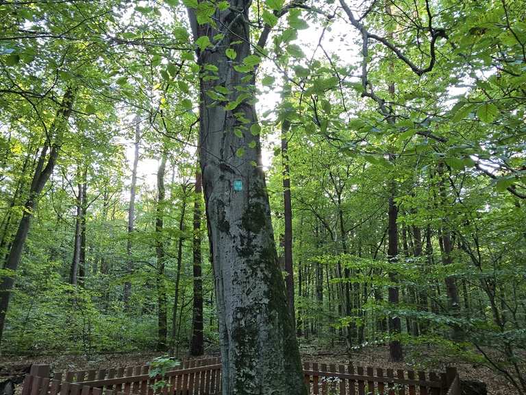 Monument naturel - hêtre - Itinéraires vélo et carte | Komoot