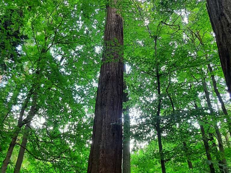 Oberförster Brehm Hut Giant Sequoias – Routes & How to Get There | Komoot