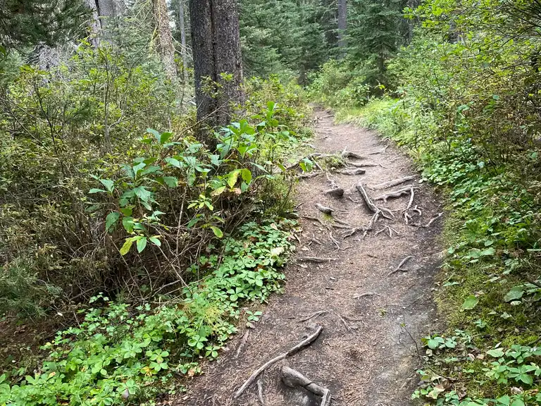 Numa Creek Trail to Numa Creek Campground — Kootenay National Park ...