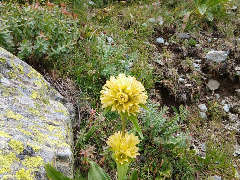 Giro del Monviso: Dal Rifugio Sella a Pian della Regina via Lago ...