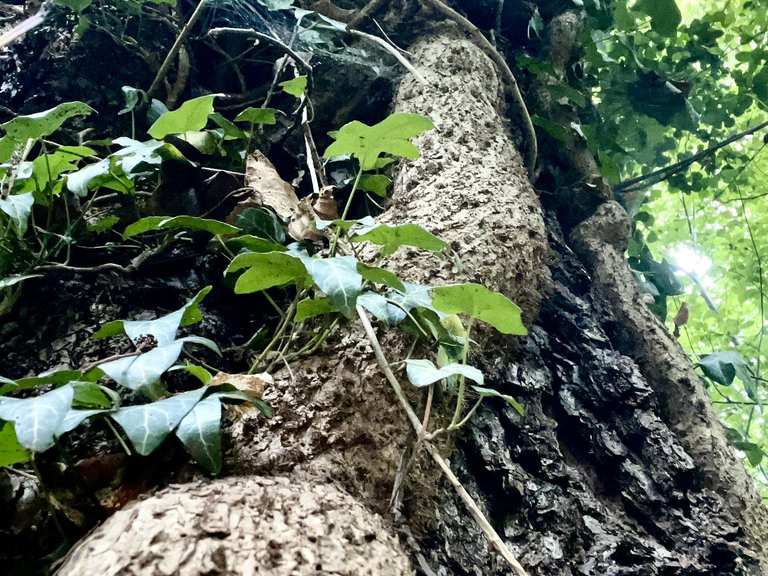 Ancient Trees with Thick Ivy Vines Routes for Walking and Hiking | Komoot