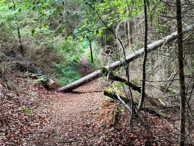 Fallen Trees on Forest Trail - Mountain Bike Trails & Tracks | Komoot