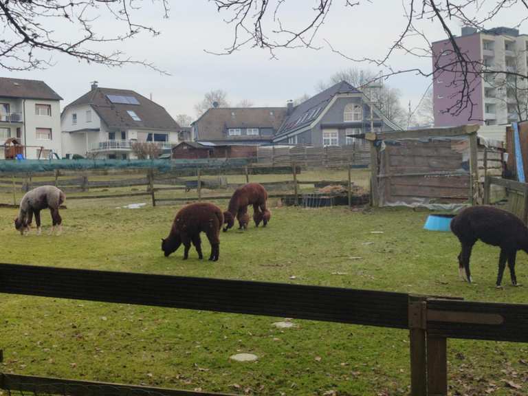 Llama and Alpaca Enclosure in Naturpark Bergisches Land – Hikes & How ...