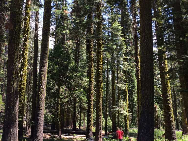 Tuolumne Grove of Giant Sequoias to O'Shaughnessy Dam via Hetch Hetchy ...