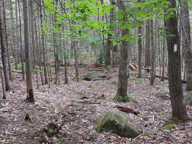 Max Israel Shelter: Wanderungen und Rundwege | komoot