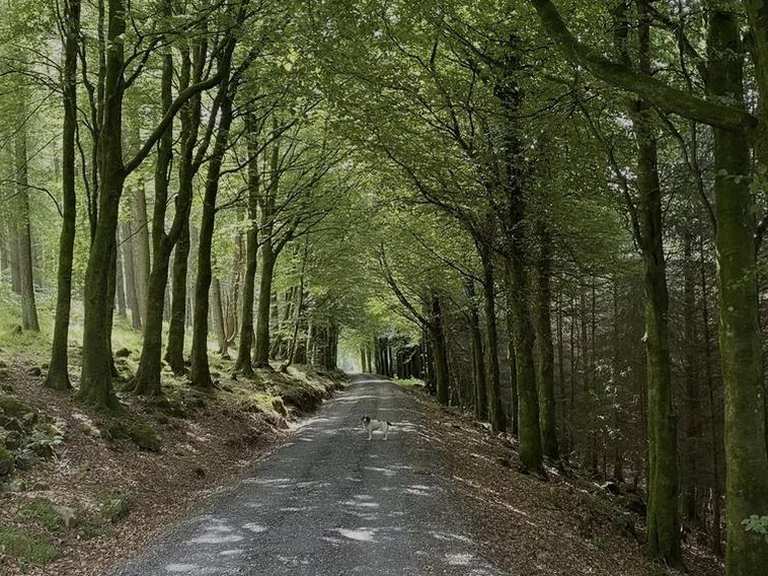 Ballyhourigan Woods até Keeper Hill Loop | caminhada | Komoot