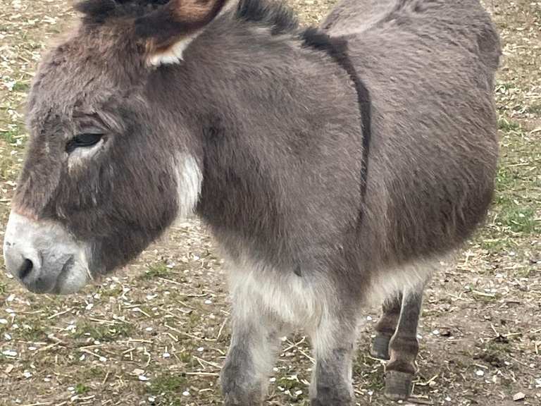 Karuso Ranch - Donkey enclosure - Cycle Routes and Map | Komoot