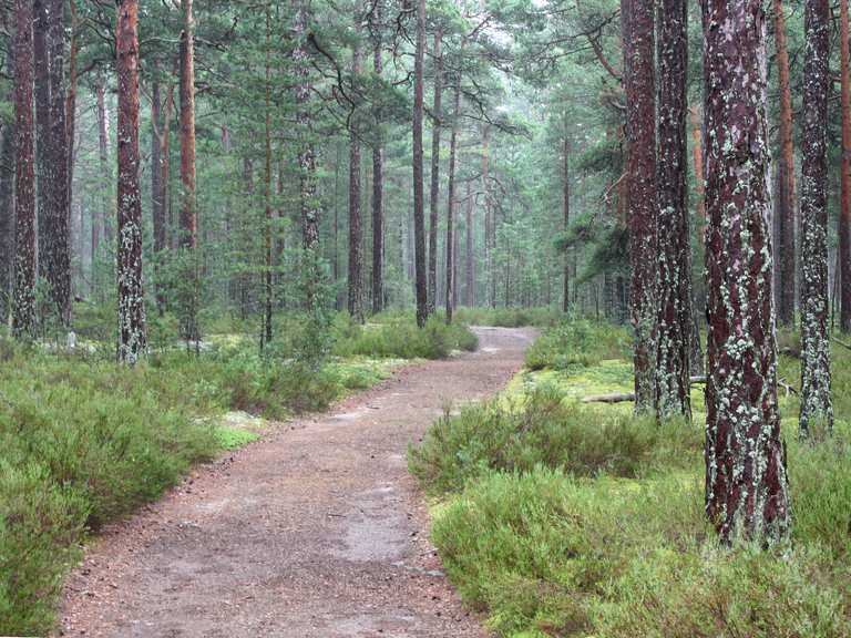 Höga Åsen slingan Routes for Walking and Hiking | Komoot