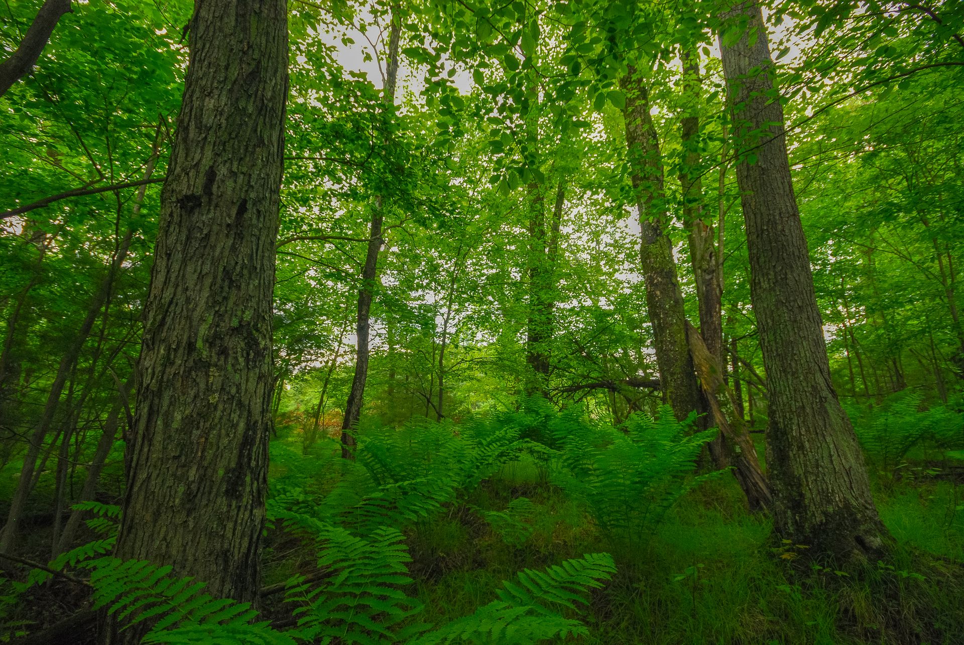 The Knobstone Trail — Walking Indiana’s wild side | Hiking Collection ...