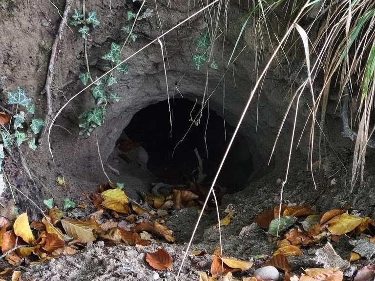 Fox den or badger sett Routes for Walking and Hiking | Komoot