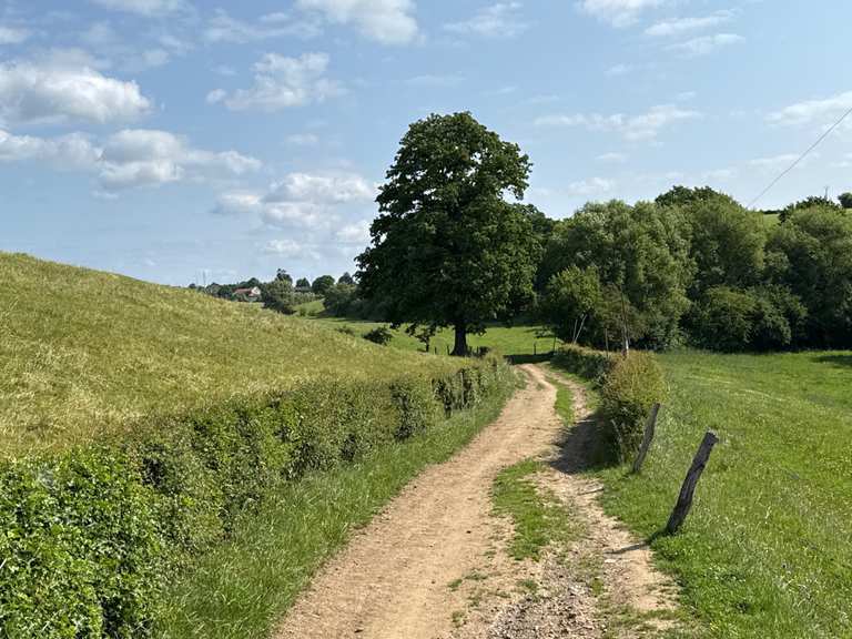 Sentiers de randonnée à travers des prairies fleuries - Itinéraires de ...
