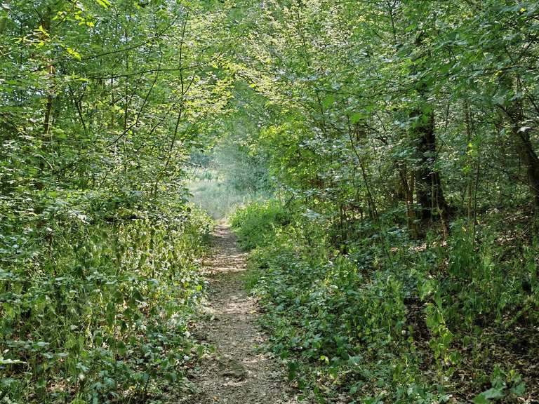 Stamp Station TraumRunde Abtswind - Mountain Bike Trails & Tracks | Komoot