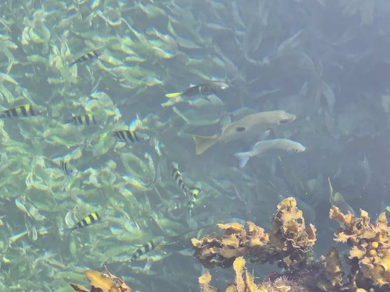 African Pool, Tiwi Beach – Wandelingen & Hoe er te komen | Komoot