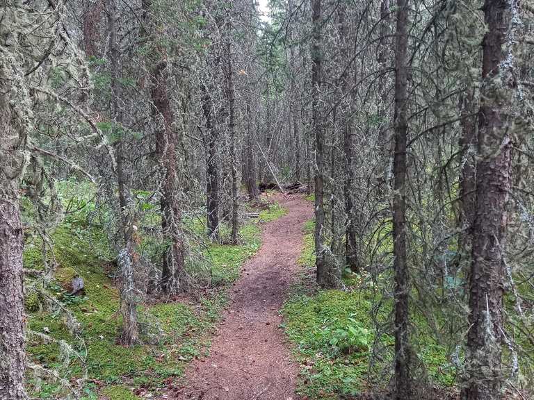 Wind Mountain — Bow Valley Wildland Provincial Park | Wanderung | Komoot