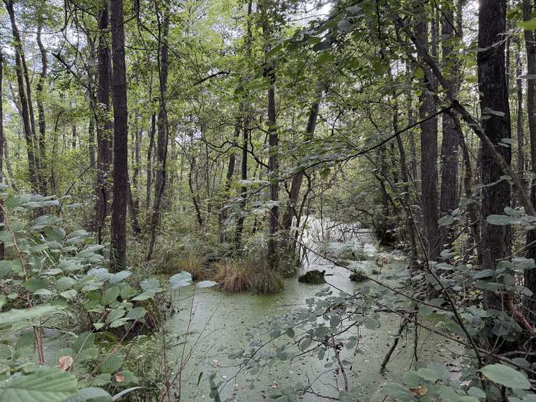 Alder Carr Forest Trail - Routes for Walking and Hiking | Komoot
