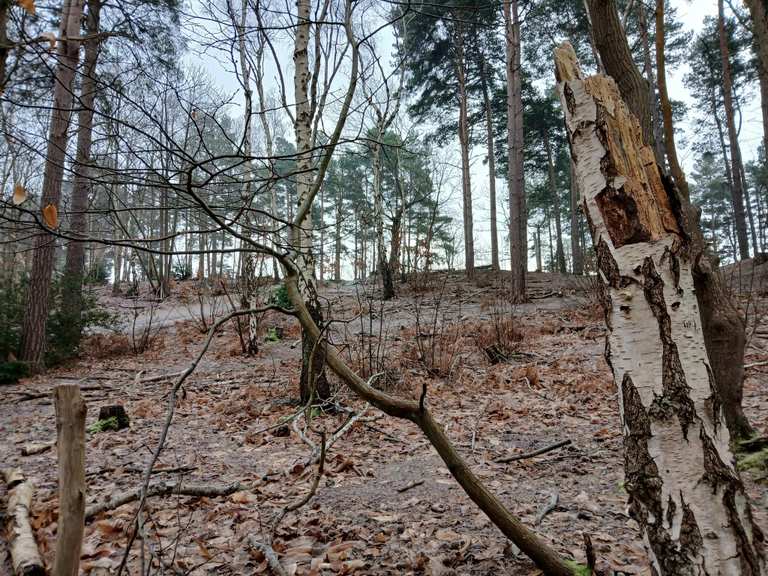 Esher Common Gravel Trail Cycle Routes and Map | Komoot