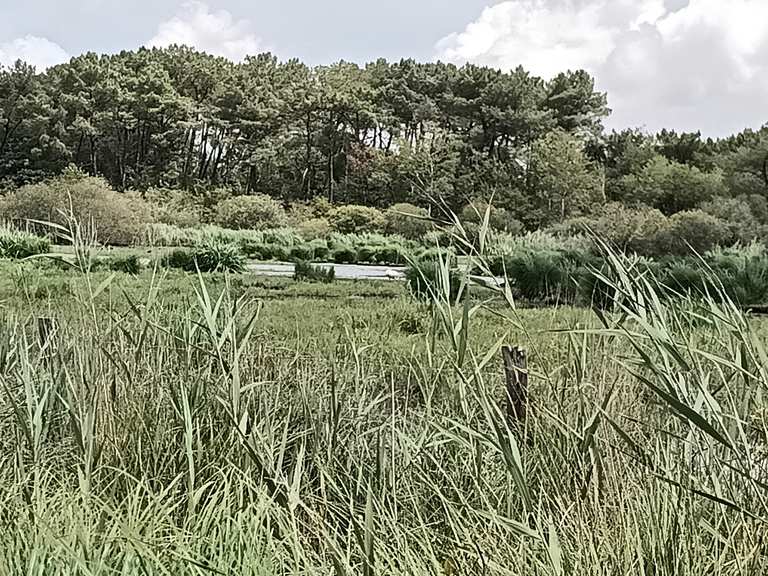 Beautiful piece of nature reserve Routes for Walking and Hiking | Komoot