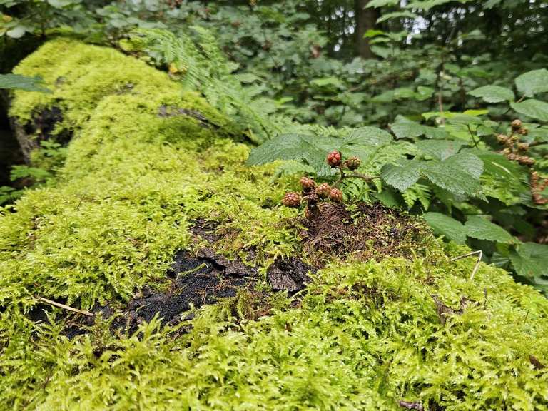 Nativity Scene in a Tree Trunk Routes for Walking and Hiking | Komoot