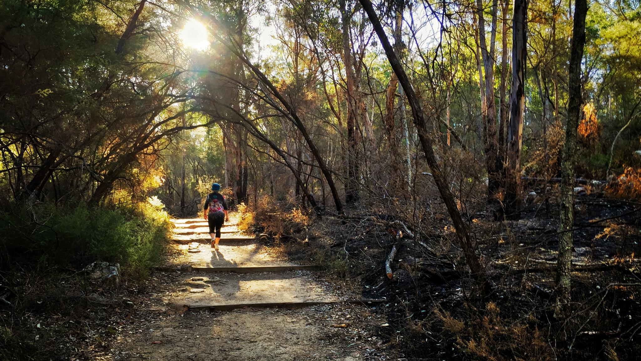 The best waterfall hikes and walks in Pechey State Forest | Komoot