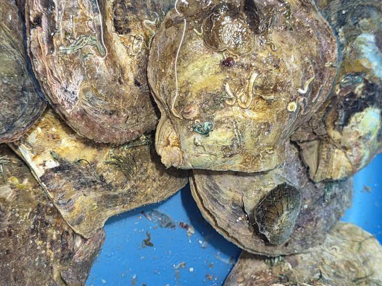 Pearl Outlet Routes for Walking and Hiking | Komoot