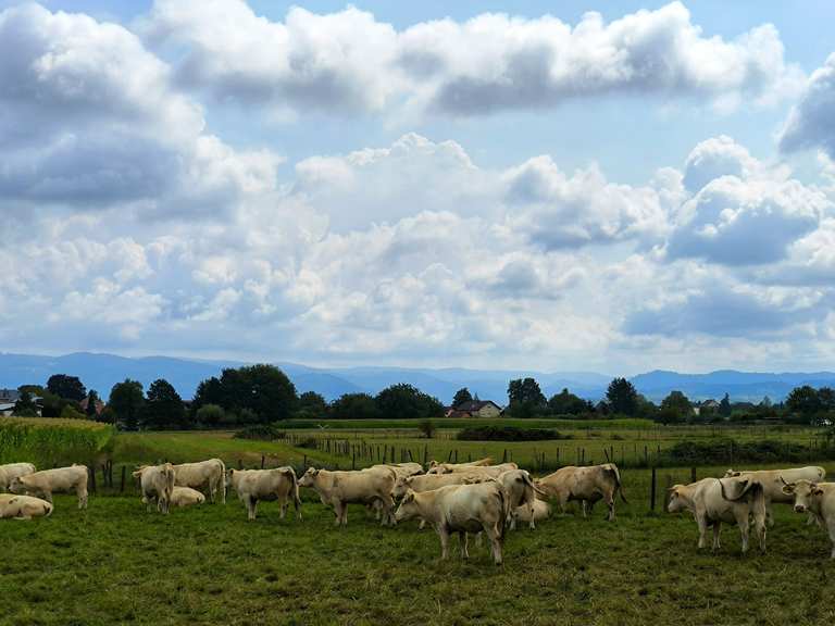 "Elles uner oin Hut 🎩 brocht" 😉😃🤣 | Gravel-Tour | Komoot