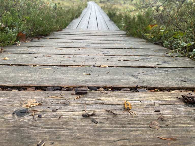 Moorrunde auf Saaremaa | Wanderung | Komoot