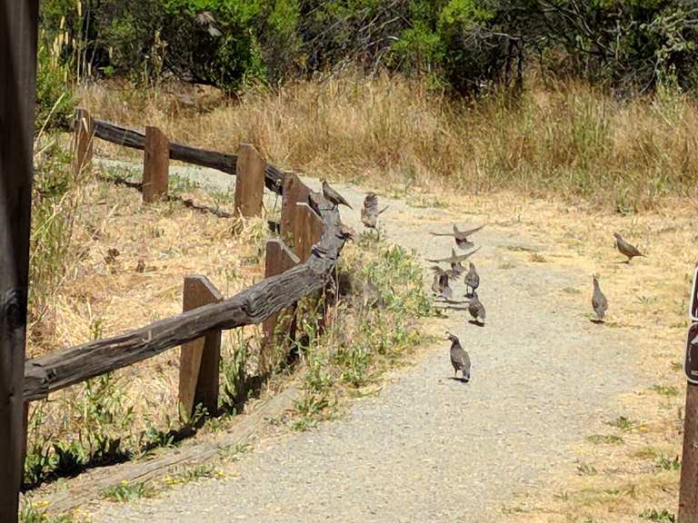 Alpine Pond - Horseshoe Lake loop | caminhada | Komoot