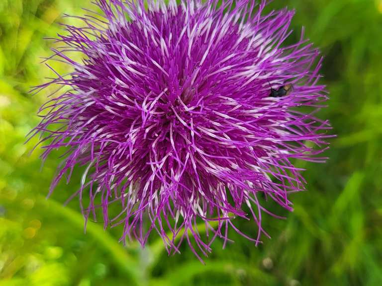 Von Prasyli zum Polednik | Wanderung | Komoot
