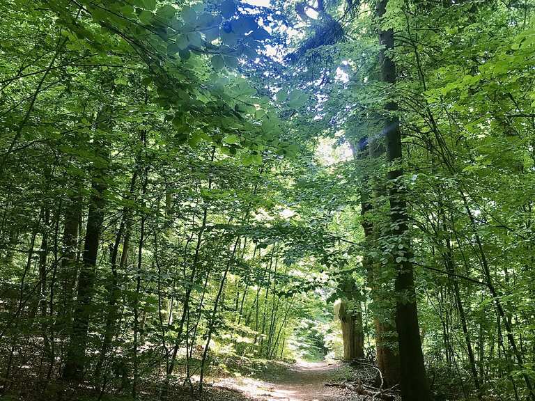 D 🇩🇪 Uferweg am Hellsee – Blick auf den Hellsee Runde von Lanke ...