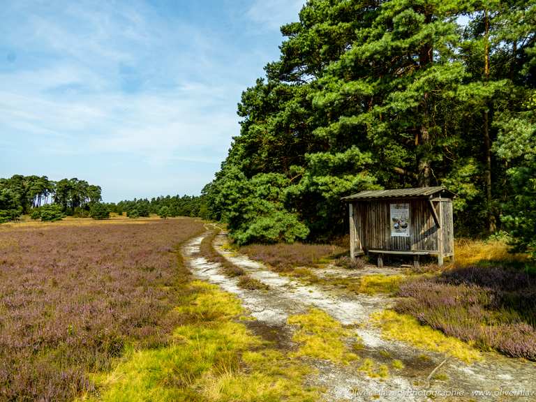 Niedersachsen 🛟 Entdecken: Oh du wunderschöne Lüneburger Heide 💜 # ...