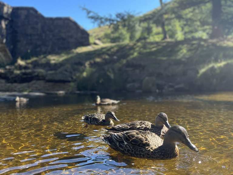 Ladybower Loop | Wanderung | Komoot