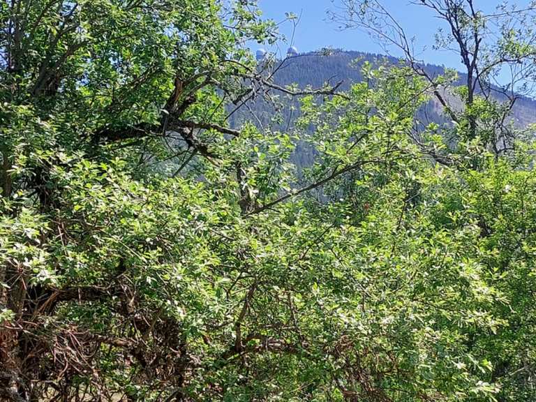 Familienausflug zum kleinen Arbersee und Bayerwald-Tierpark in ...