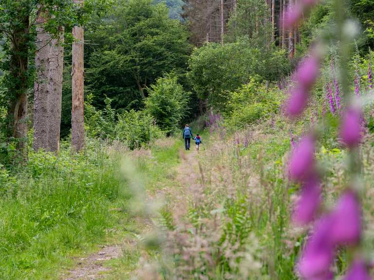 3 familienfreundliche Wanderungen im Hachenburger Westerwald und Bad ...