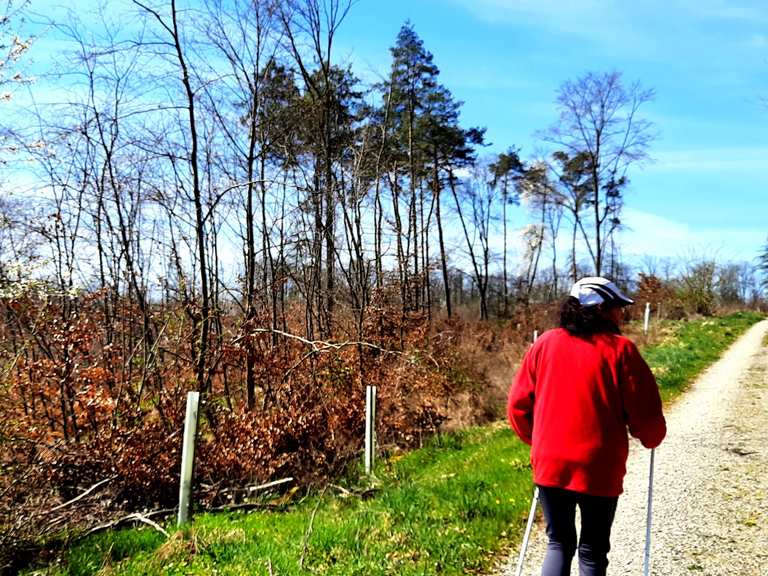 Nordic Walking Tour🌸🚶‍♀️🚶‍♂️🌞 | nordic walking route | Komoot