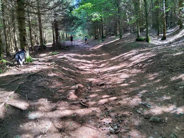 Wanderung Donon - kleiner Donon - Quelle Weiße Saar - Quelle rote Saar ...