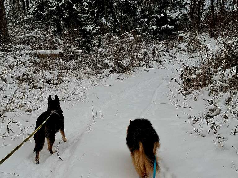 1x um den Hahnenberg Winterwonderland 💕 | Wanderung | Komoot