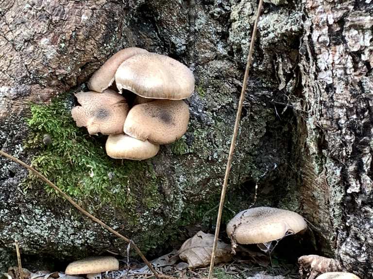autumn on the Altopiano di Asiago | Wanderung | Komoot